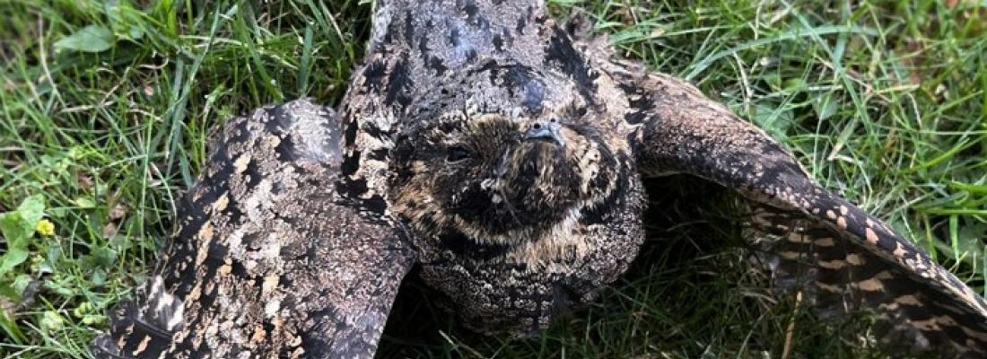 Infos-Ados | L’Actualité Hebdomadaire Fournie En Ligne, À Partir De La ...